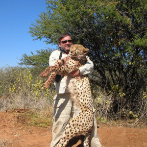 Cheetah Hunting